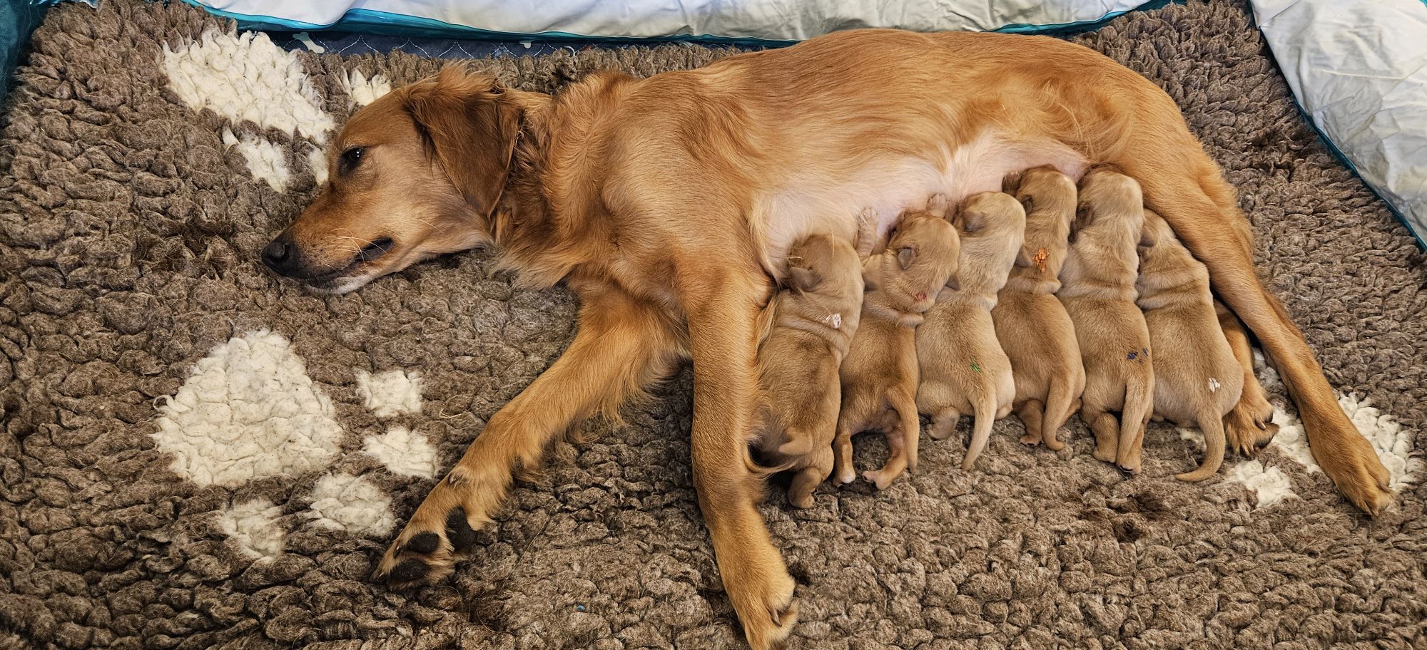 Hvordan tidlig prægning af hundehvalpe styrker deres udvikling og ...